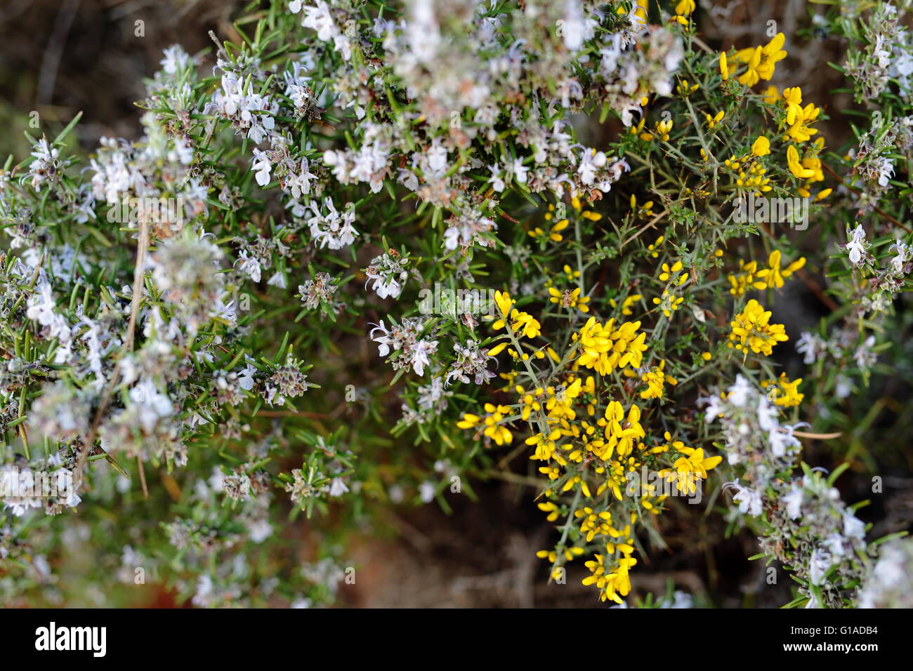 Rosemary spring hi-res stock photography and images - Alamy