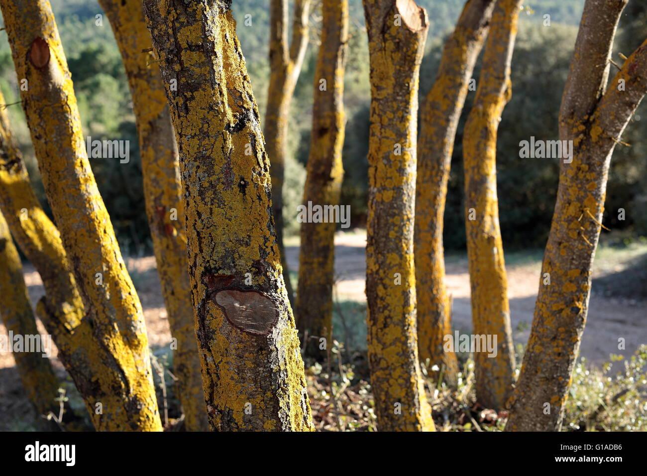 Green oak in spring hi-res stock photography and images - Alamy