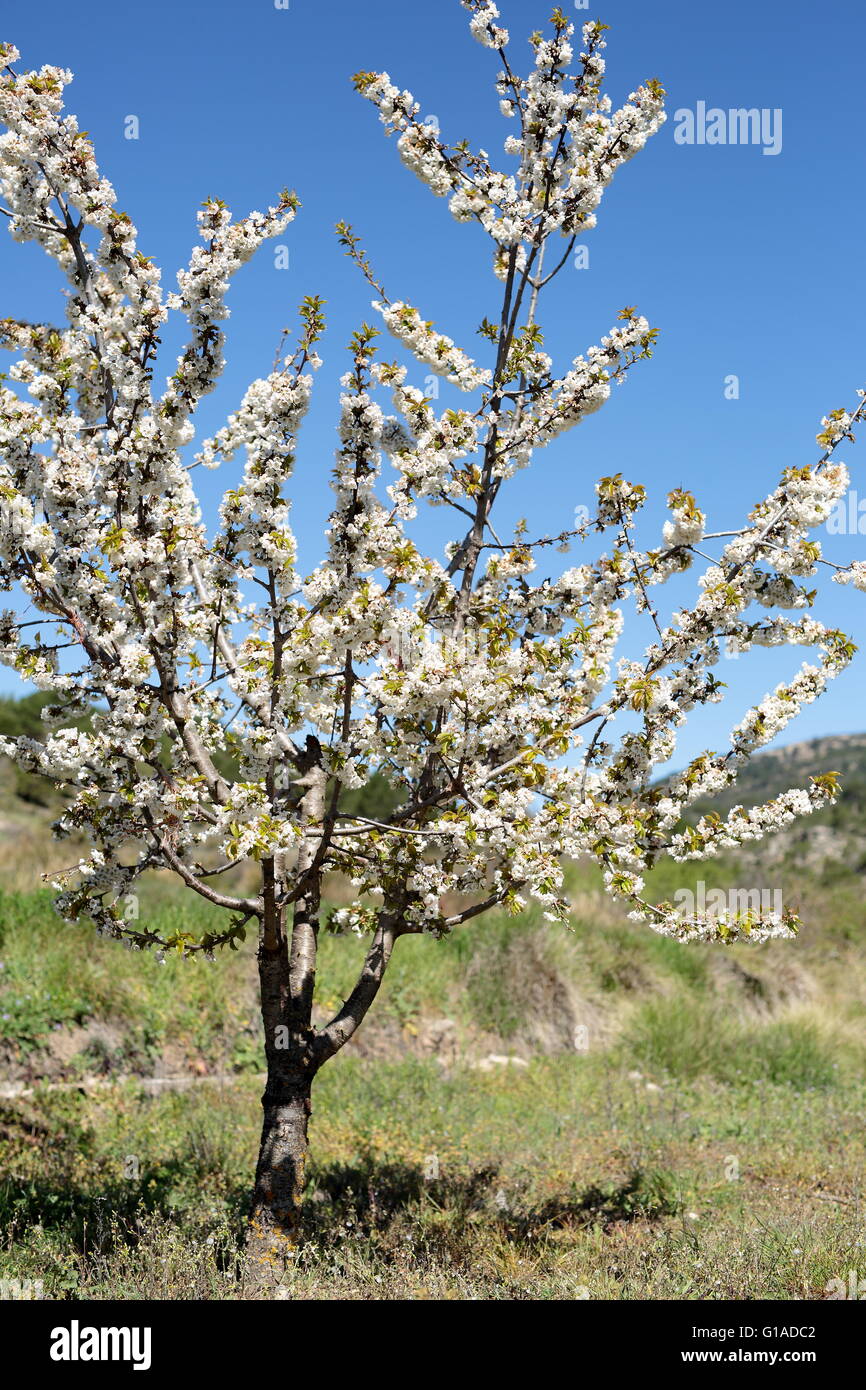 flowers of an apple tree in spring Stock Photo - Alamy