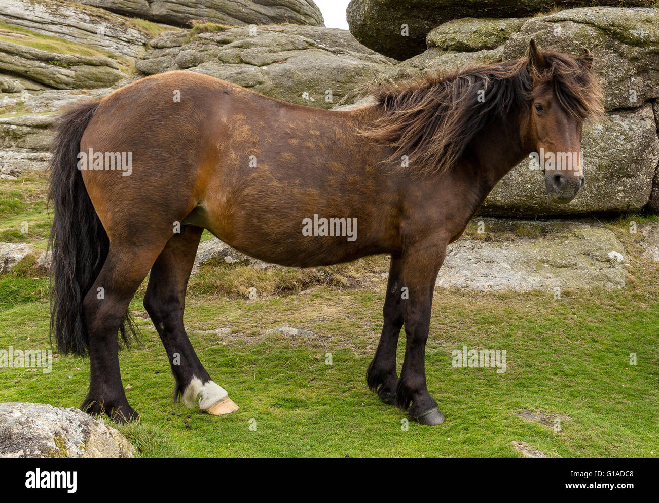 Native pony at Haytor Rock, Dartmoor Park, Devon, UK Stock Photo - Alamy