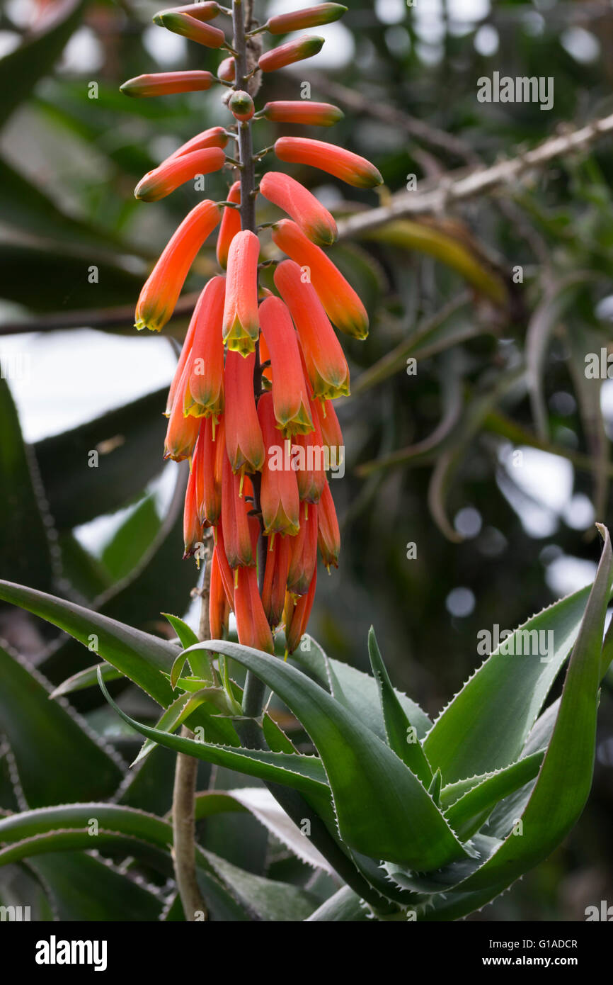 Flower spike of the woody stemmed climbing aloe, Aloe ciliaris, in a ...