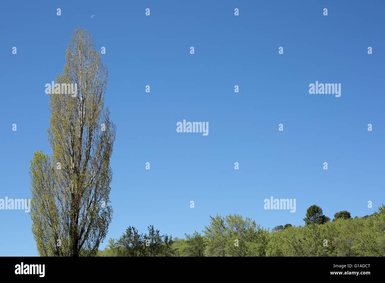 Spanish mountain landscape with poplar trees in spring Stock Photo - Alamy