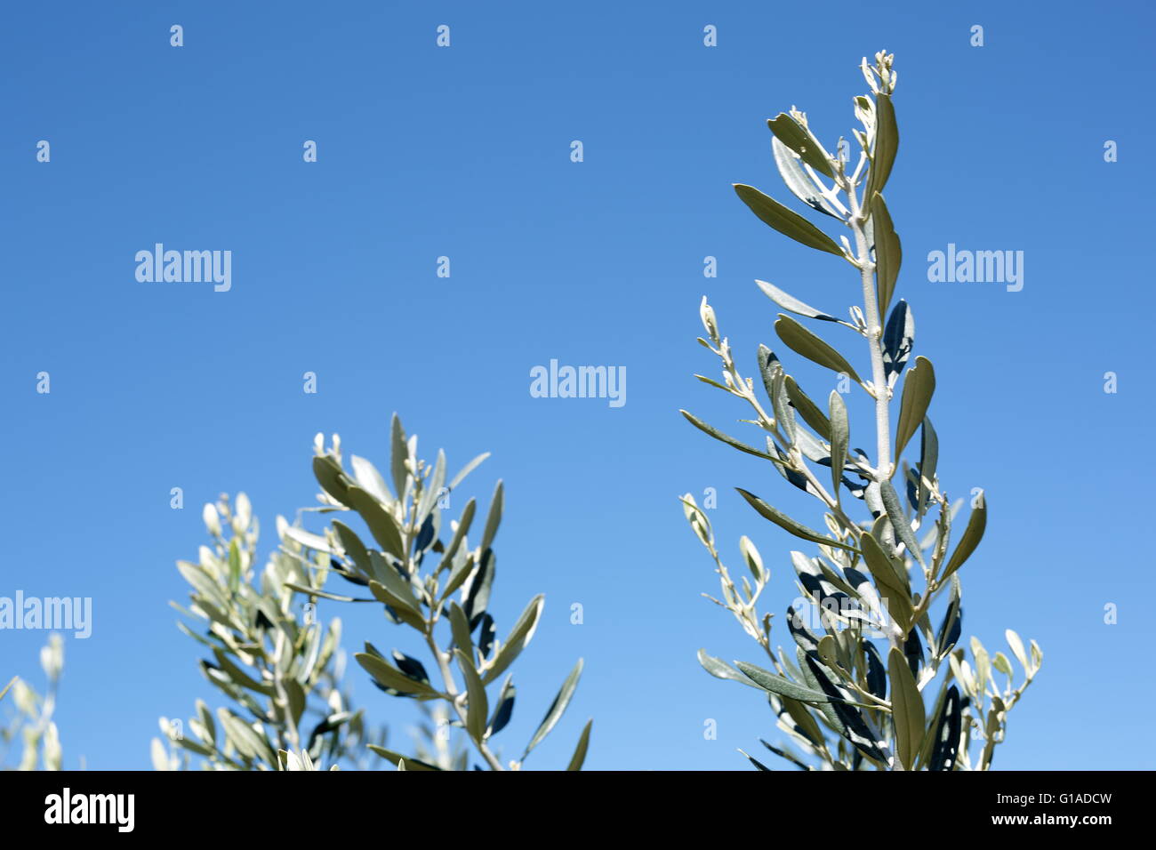Leaves olive branch olive sky hi-res stock photography and images - Alamy