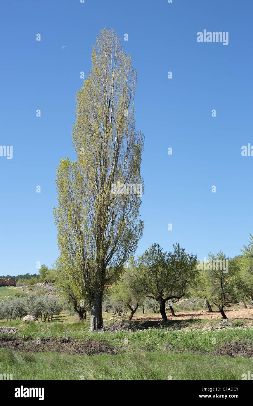 Spanish mountain landscape with poplar trees in spring Stock Photo - Alamy