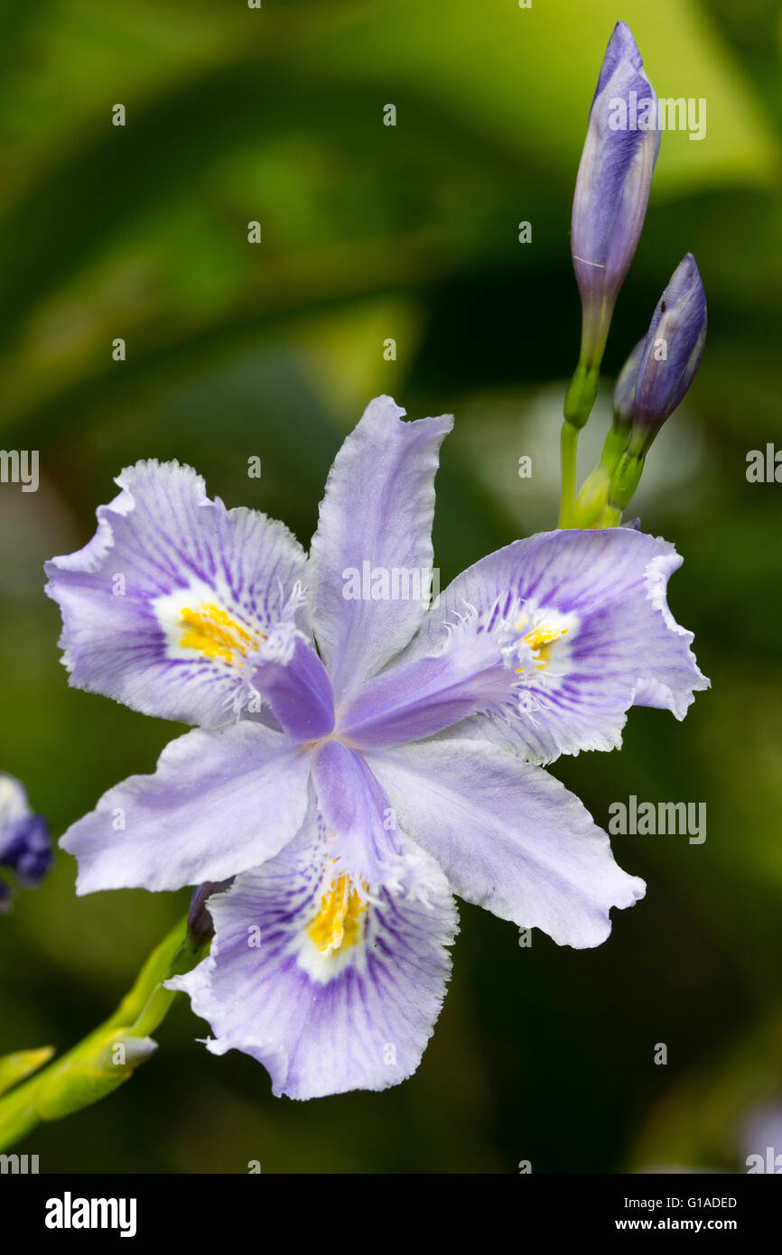 Pale blue violet flowers of the spring blooming bamboo iris, Iris ...