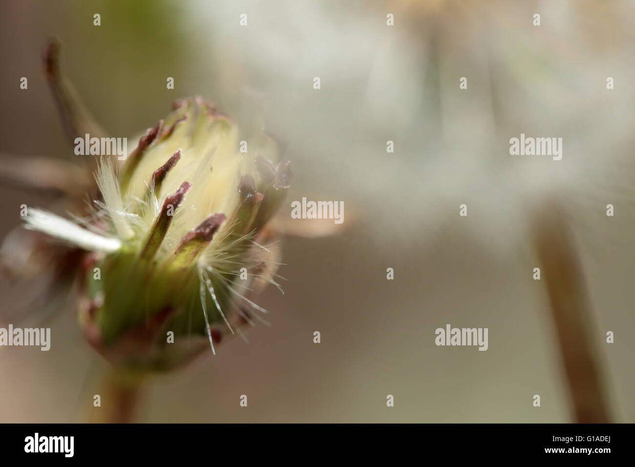 dandelions in spring photographed close Stock Photo - Alamy