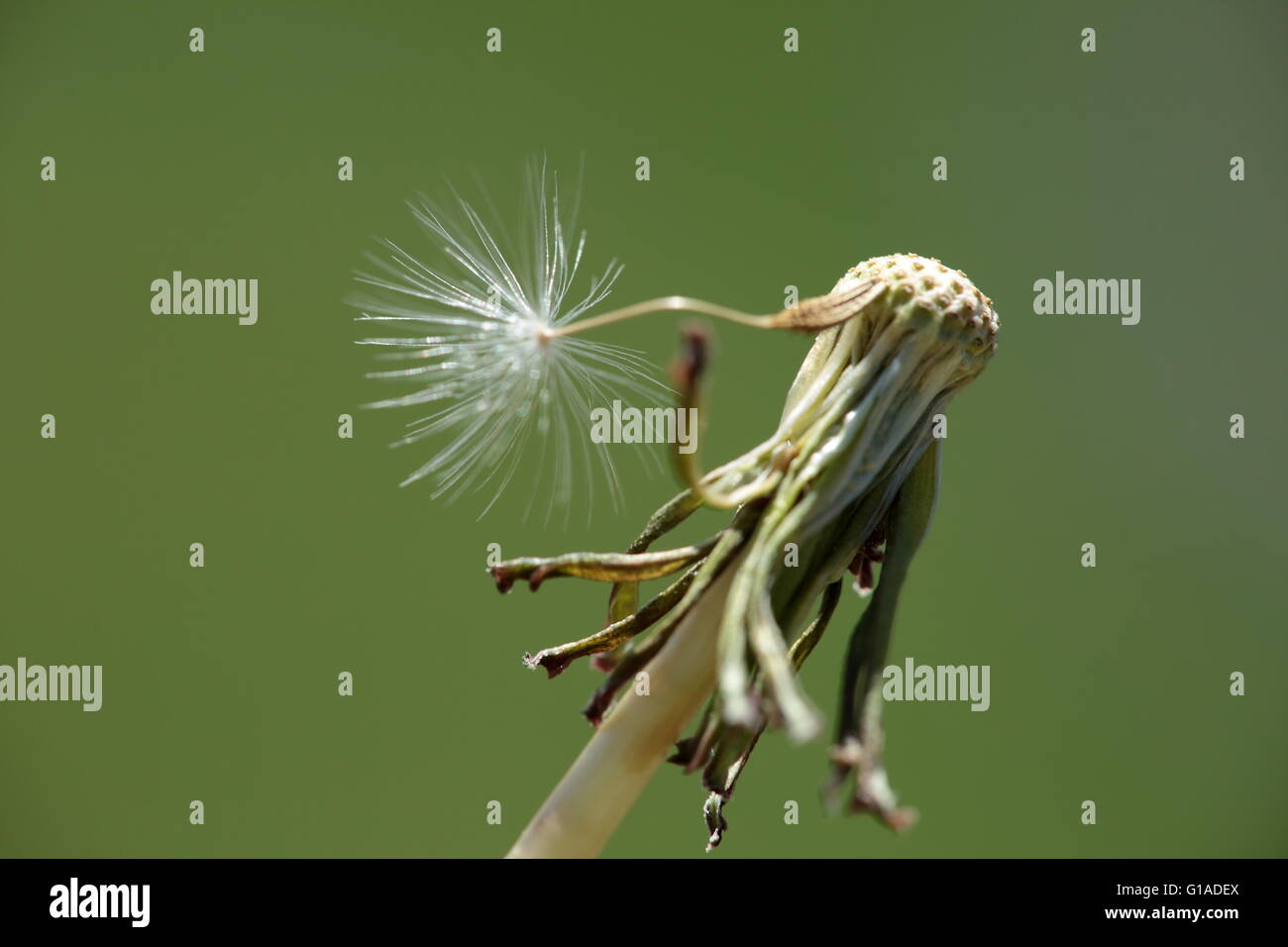 dandelions in spring photographed close Stock Photo - Alamy