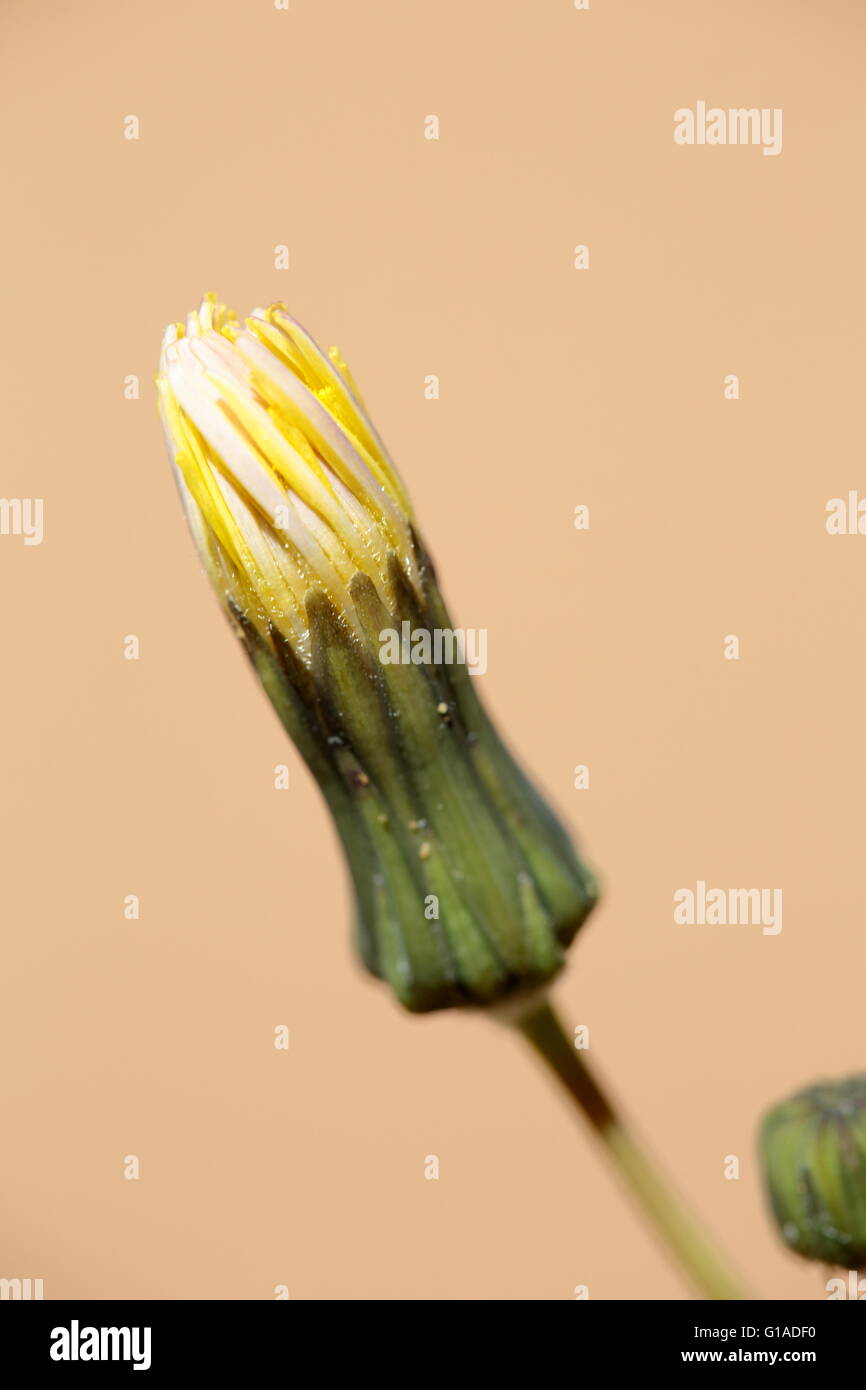 dandelions in spring photographed close Stock Photo - Alamy