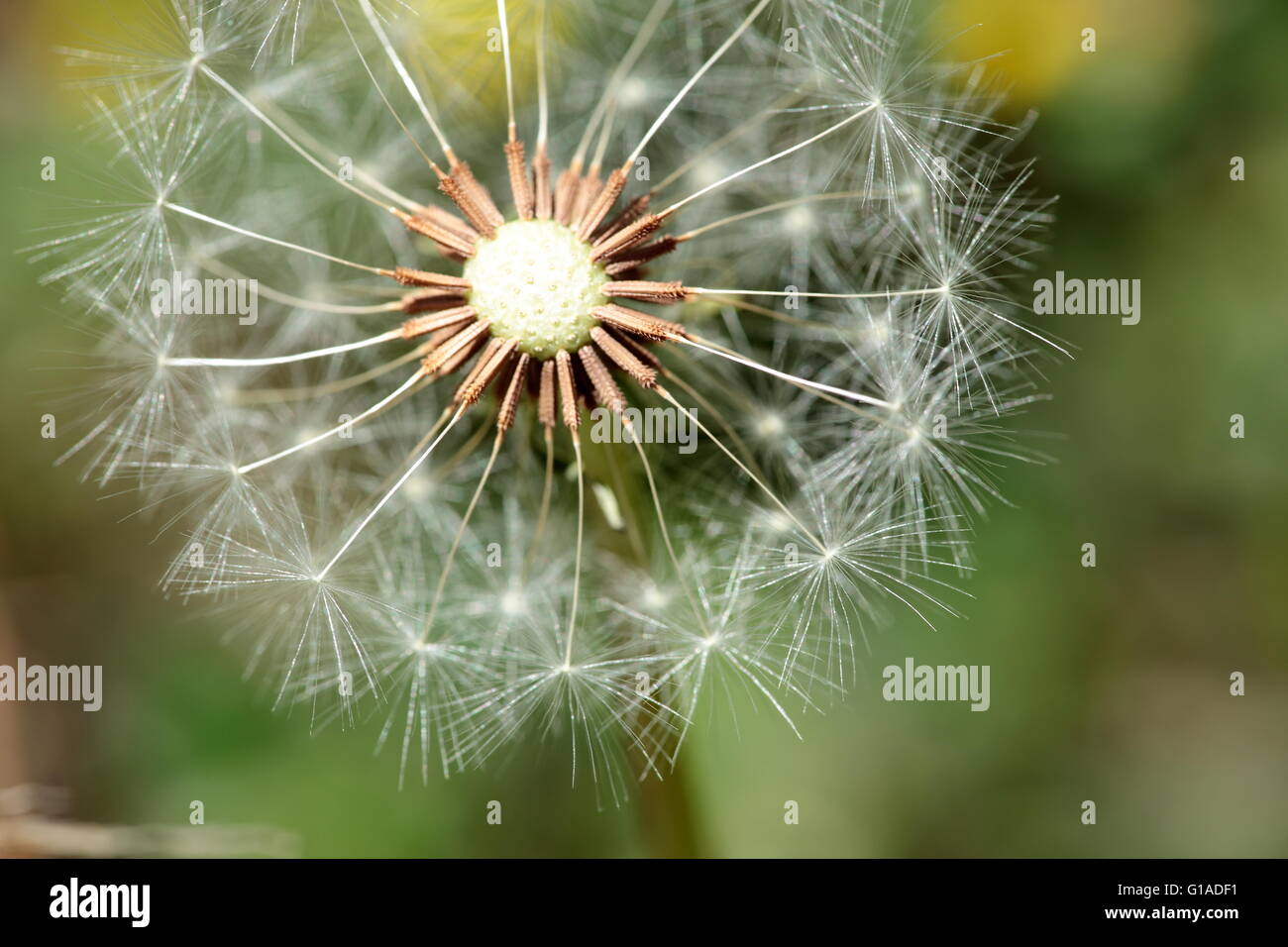 dandelions in spring photographed close Stock Photo - Alamy