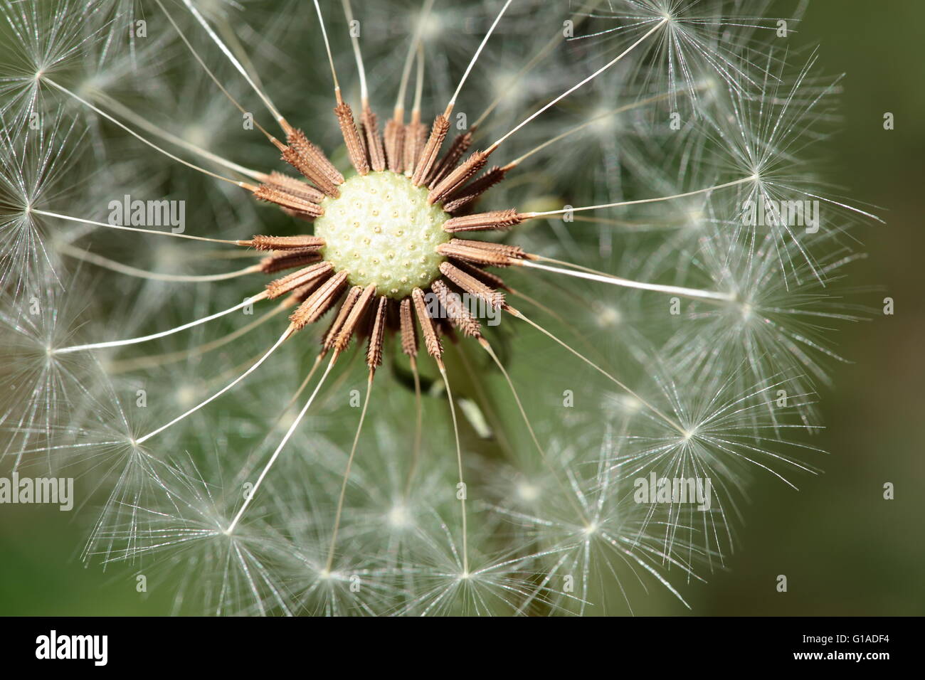dandelions in spring photographed close Stock Photo - Alamy