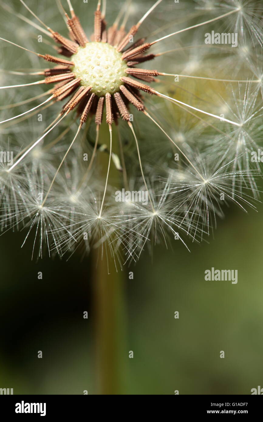 dandelions in spring photographed close Stock Photo - Alamy