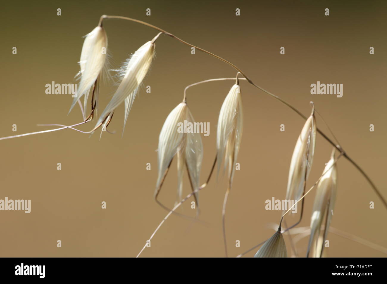 Wild oat seed hi-res stock photography and images - Alamy