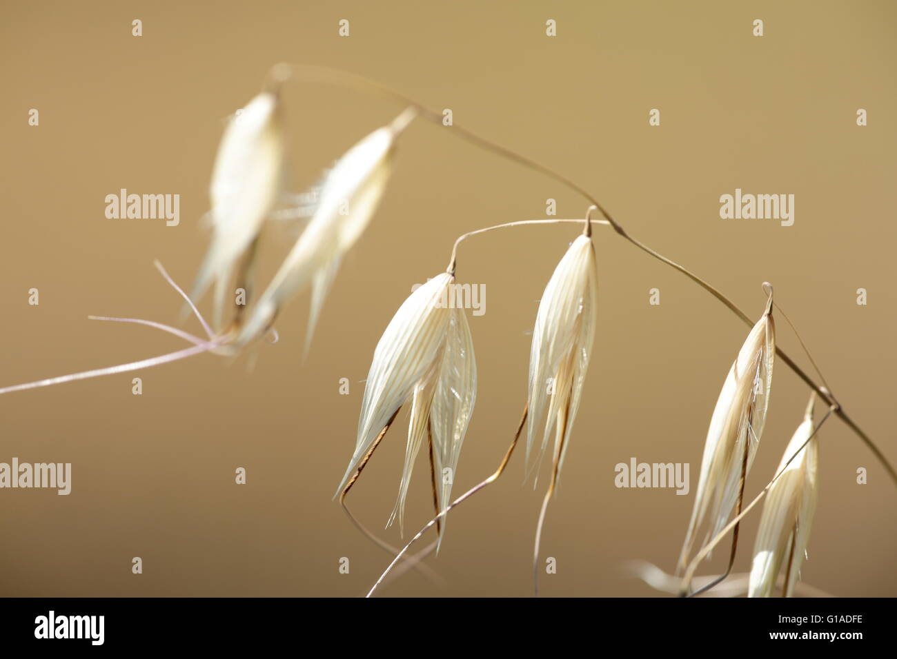 wild spikes spring closely photographed Stock Photo - Alamy