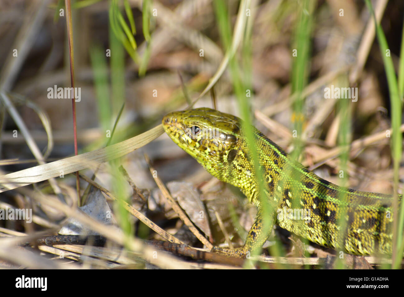 Green lizards head hi-res stock photography and images - Alamy