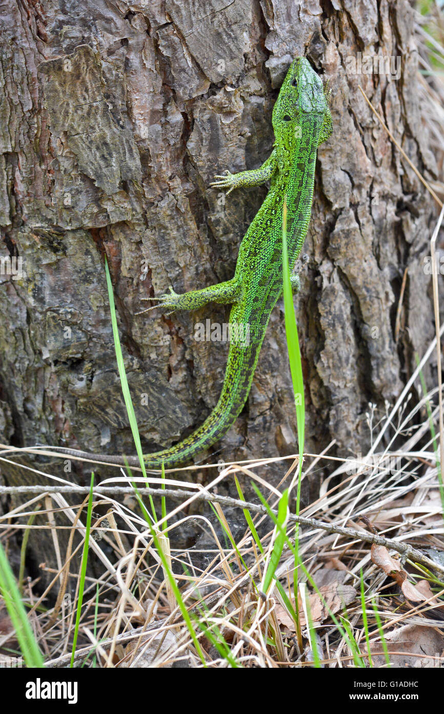 Emerald Lizard Lacerta Viridis Stock Photos & Emerald Lizard Lacerta ...