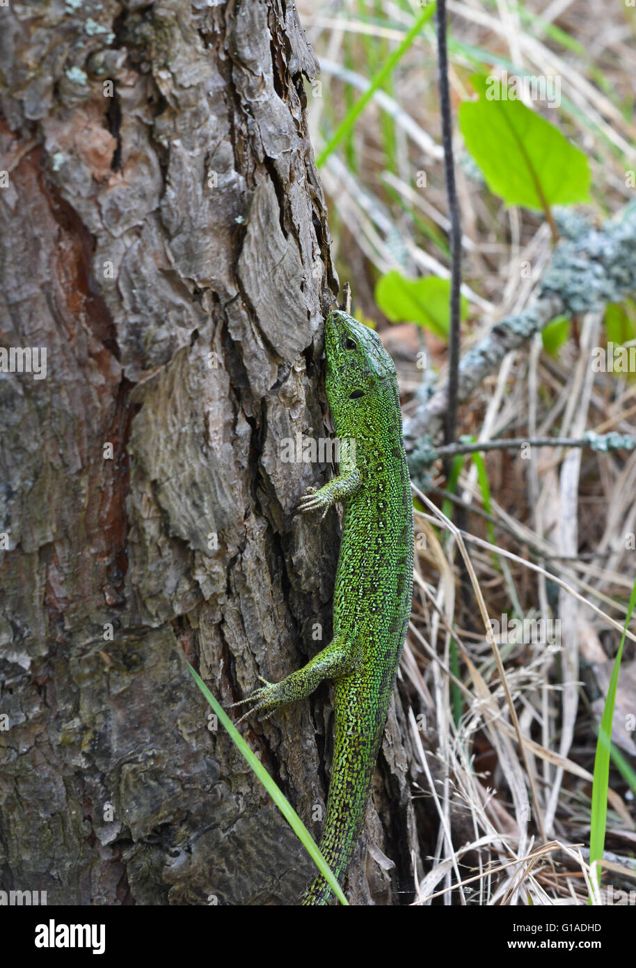 Green lizard in the national Park Meschersky. The emerald lizard on a ...