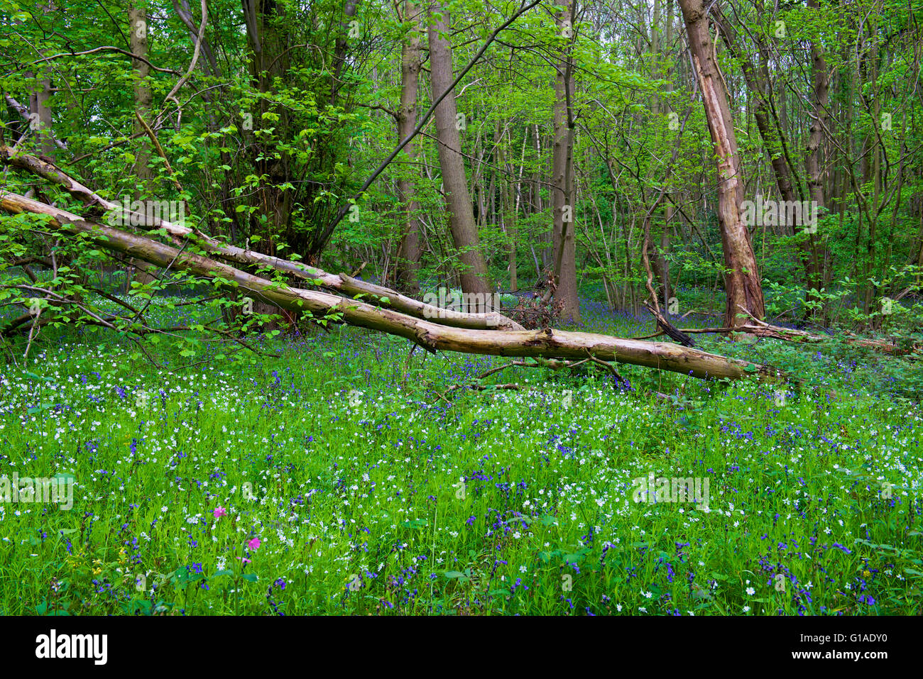 Danbury essex hi-res stock photography and images - Alamy