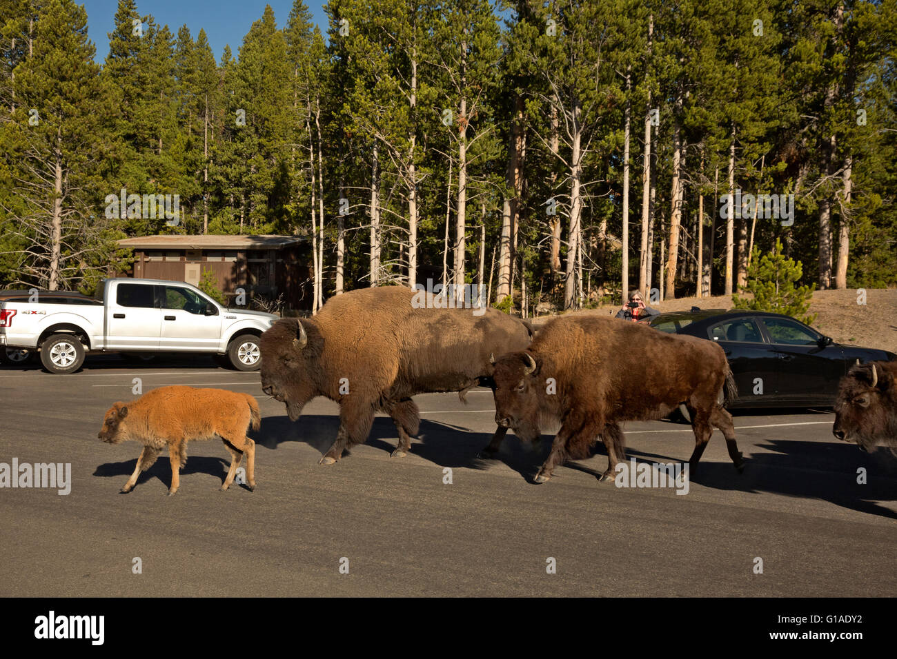 WY01667-00...WYOMING - Bison crossing a parking lot at the Grand Canyon ...
