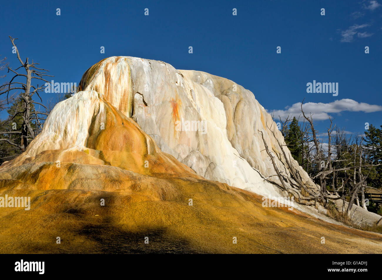 Dead trees at orange spring mound at mammoth hot springs hi-res stock ...