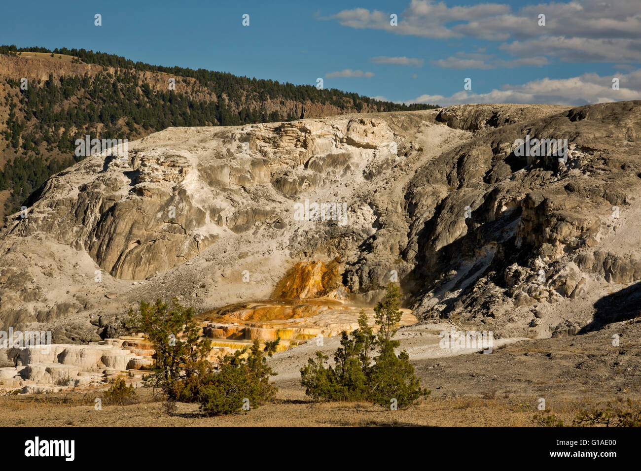 WY01684-00...WYOMING - The Lower Terrace at Mammoth Hot Springs in ...