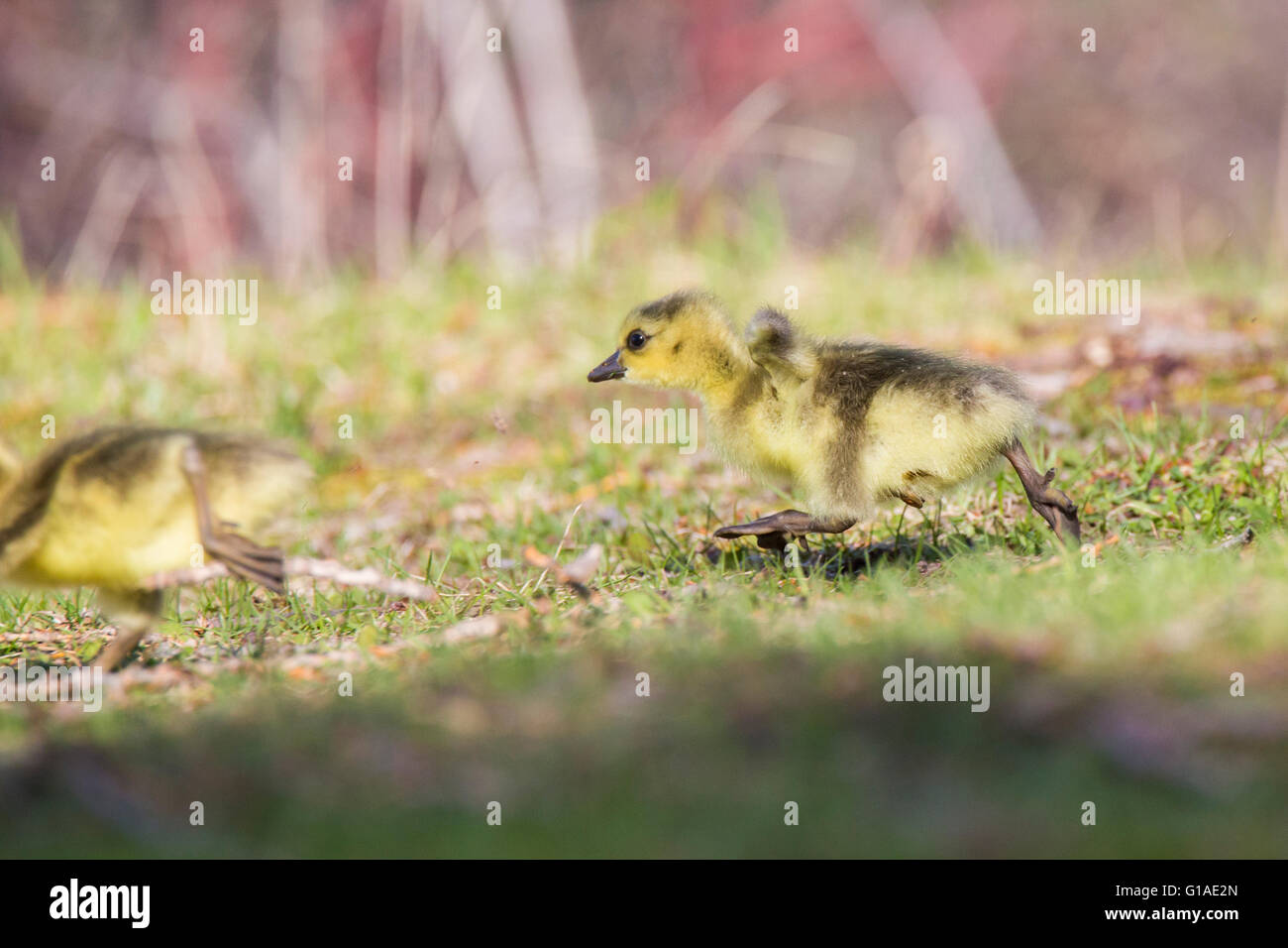 Cute Canada Goose babies playing in spring Stock Photo - Alamy