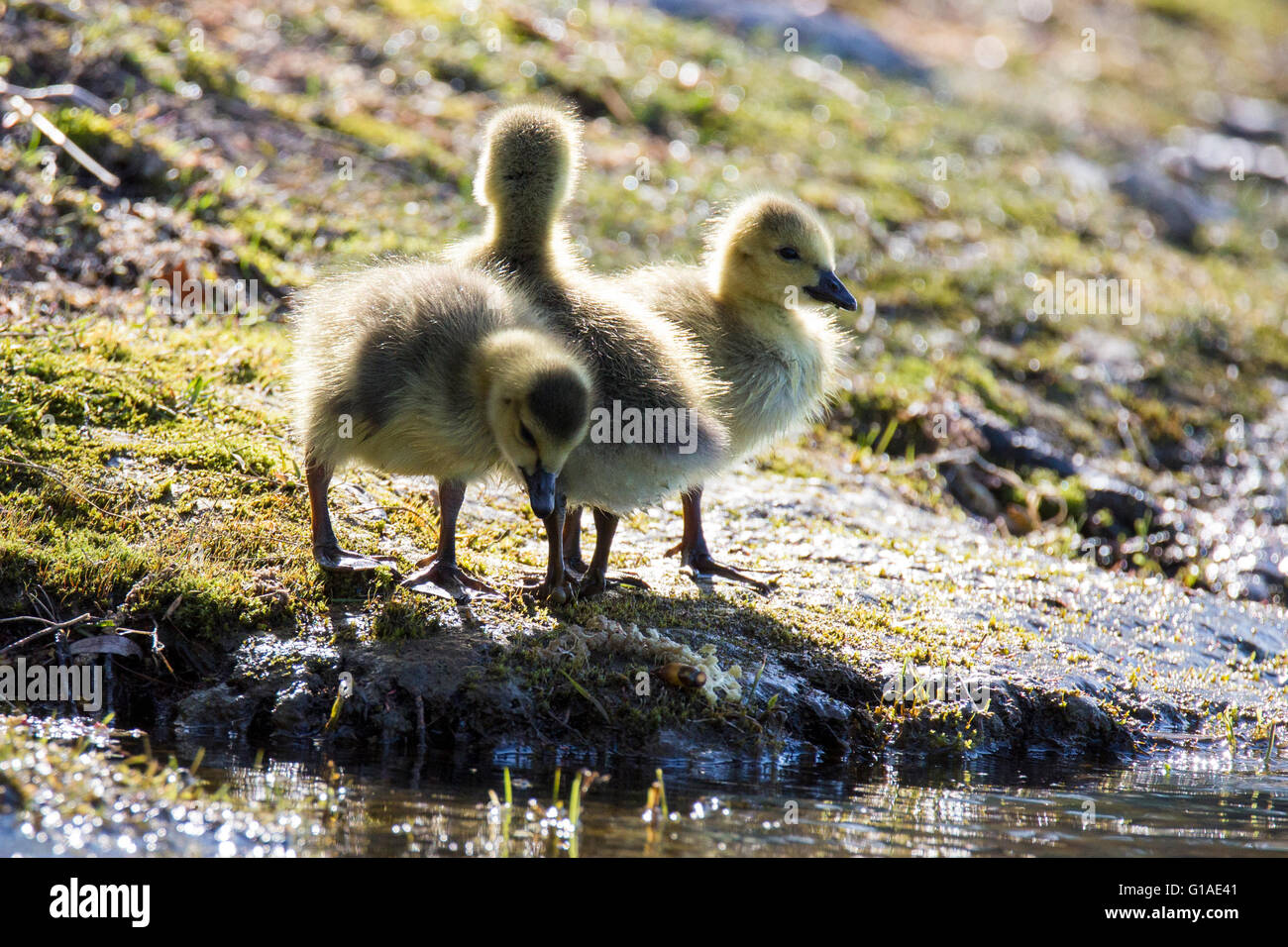 Goose and babies hi-res stock photography and images - Alamy