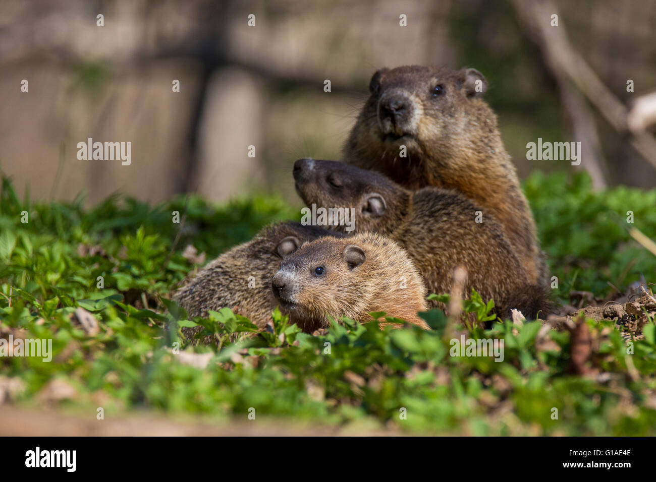 Cute Groundhog family (Marmota monax) also known as a woodchuck feeding ...