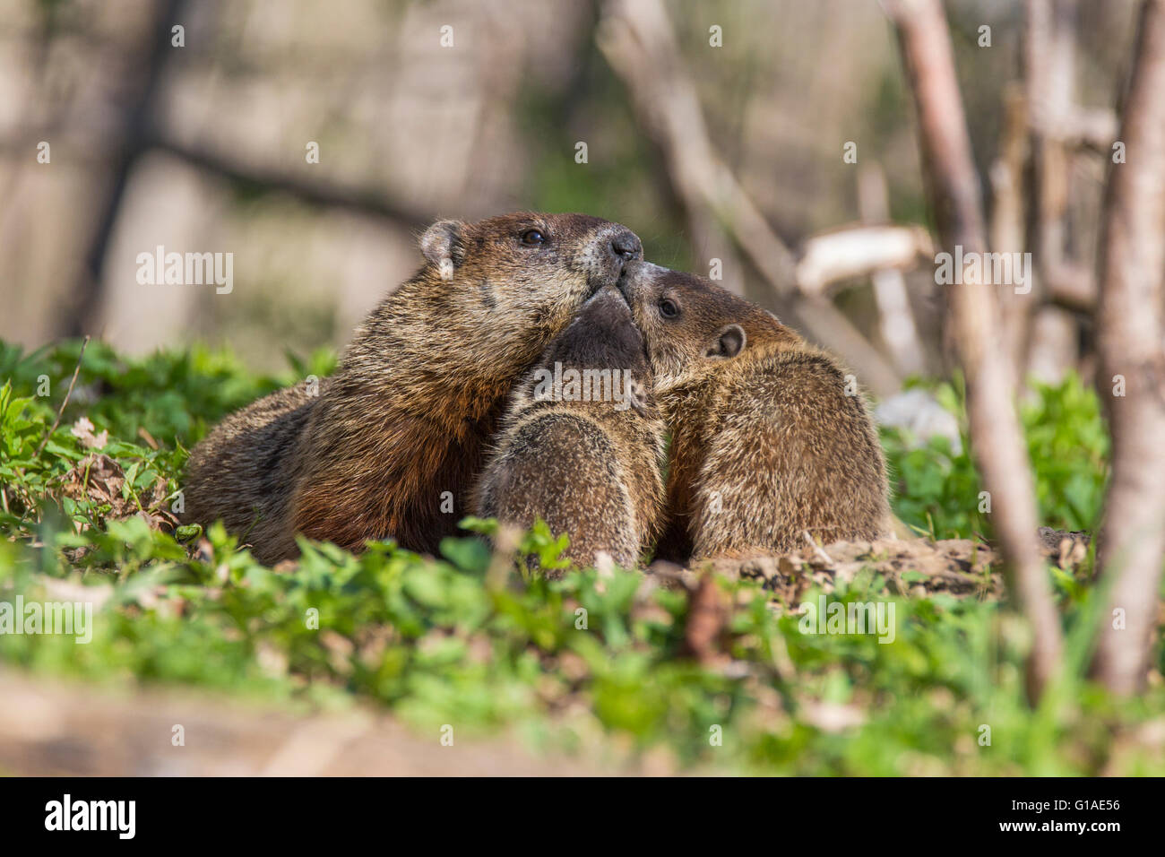 Cute Groundhog family (Marmota monax) also known as a woodchuck feeding ...