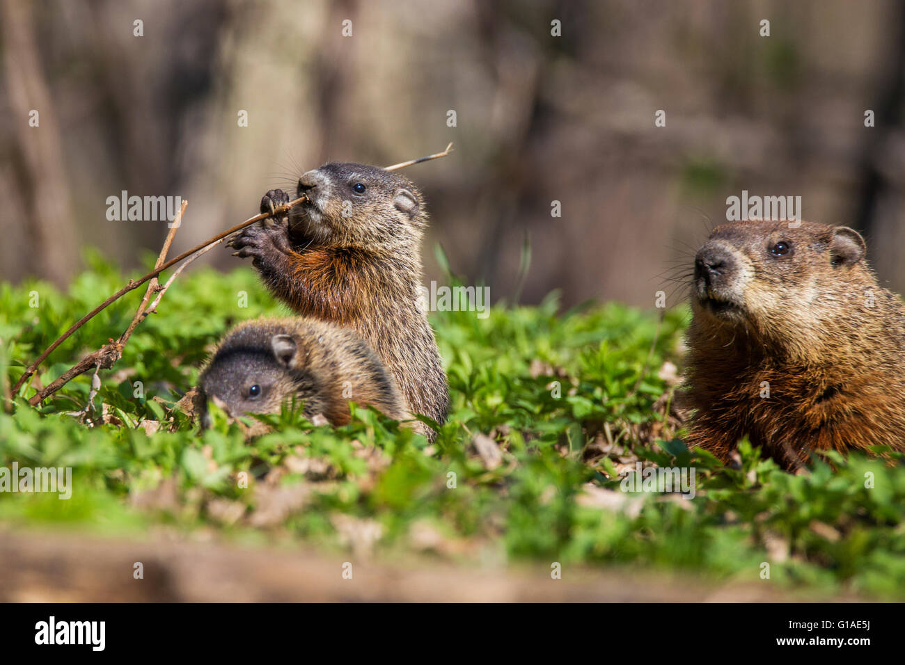 Newborn Groundhog