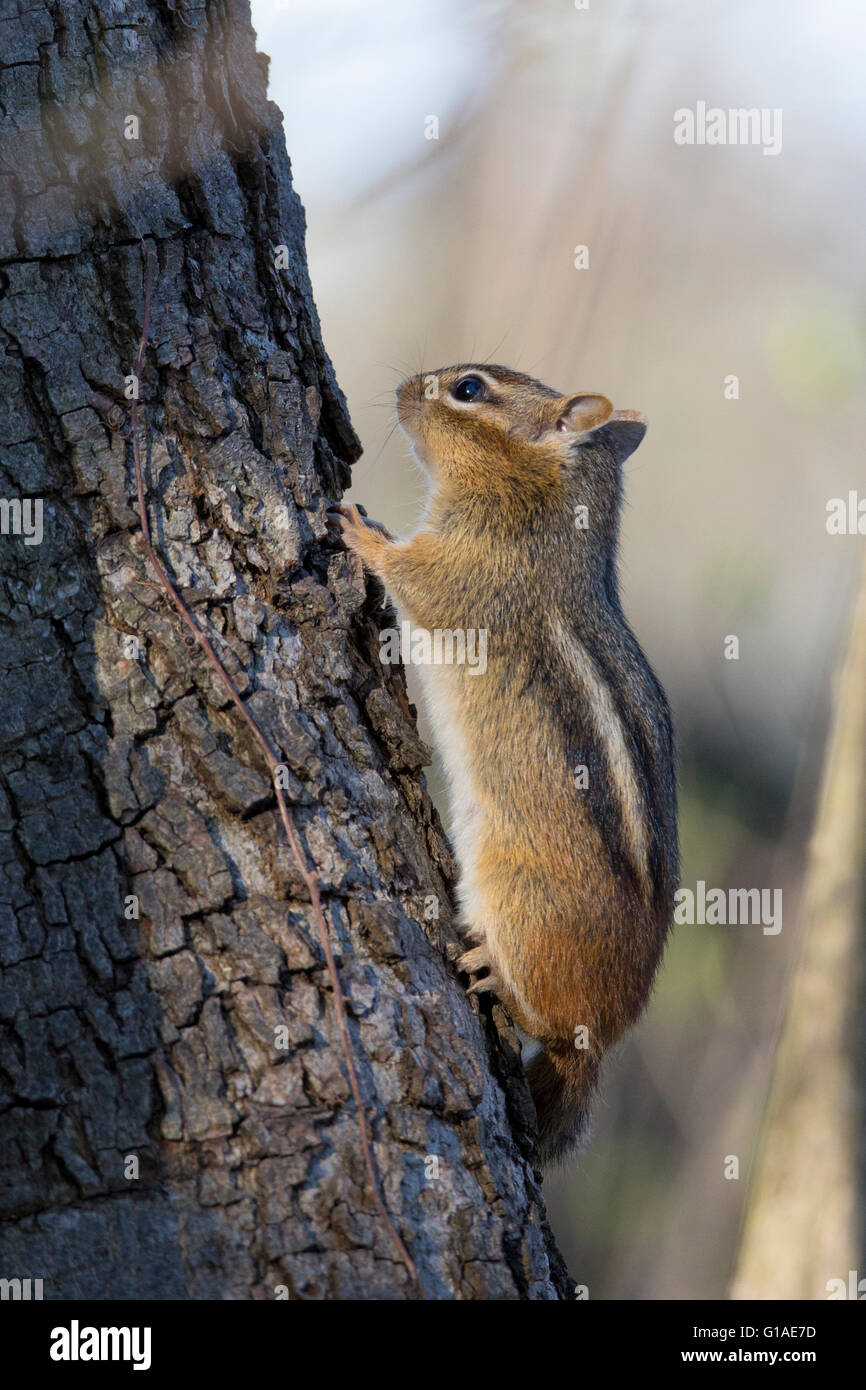 Eastern Chipmunk (Tamias striatus) in spring Stock Photo - Alamy