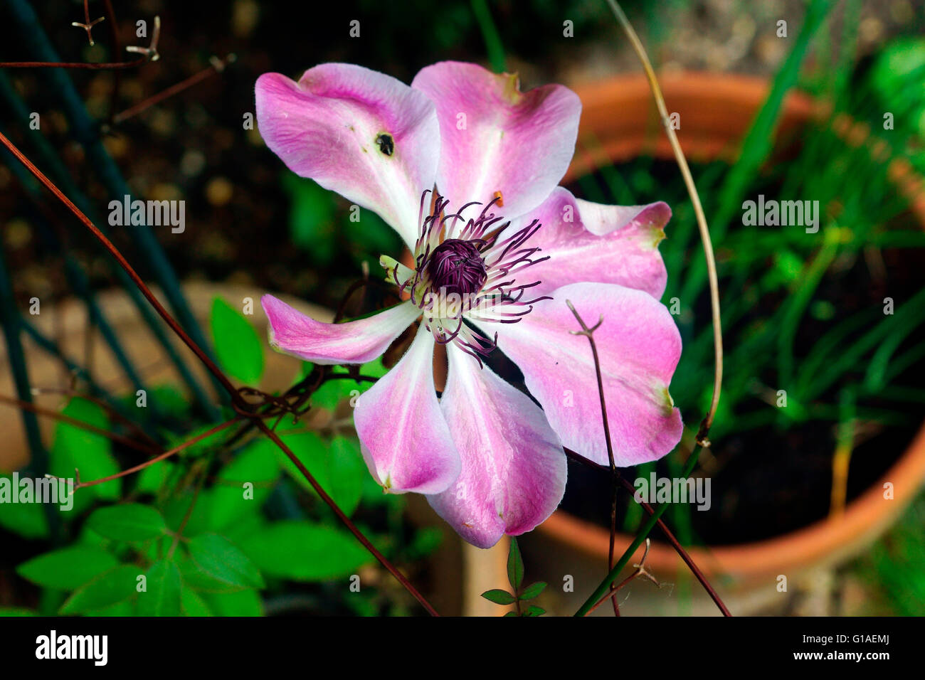 CLEMATIS MID MAY Stock Photo - Alamy
