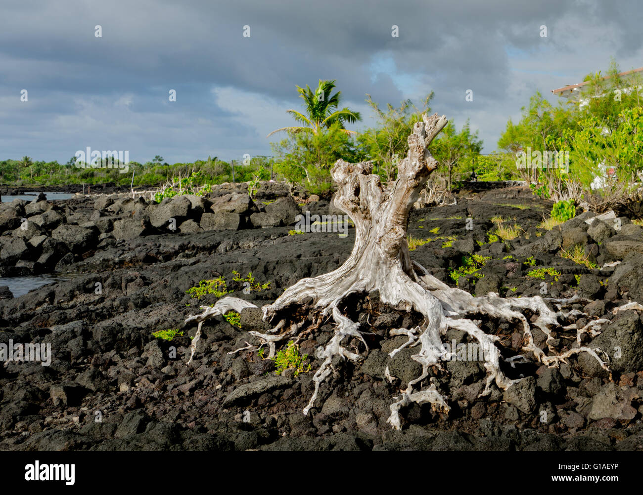 Iron wood tree roots attached to lava from that erupted from Mt ...
