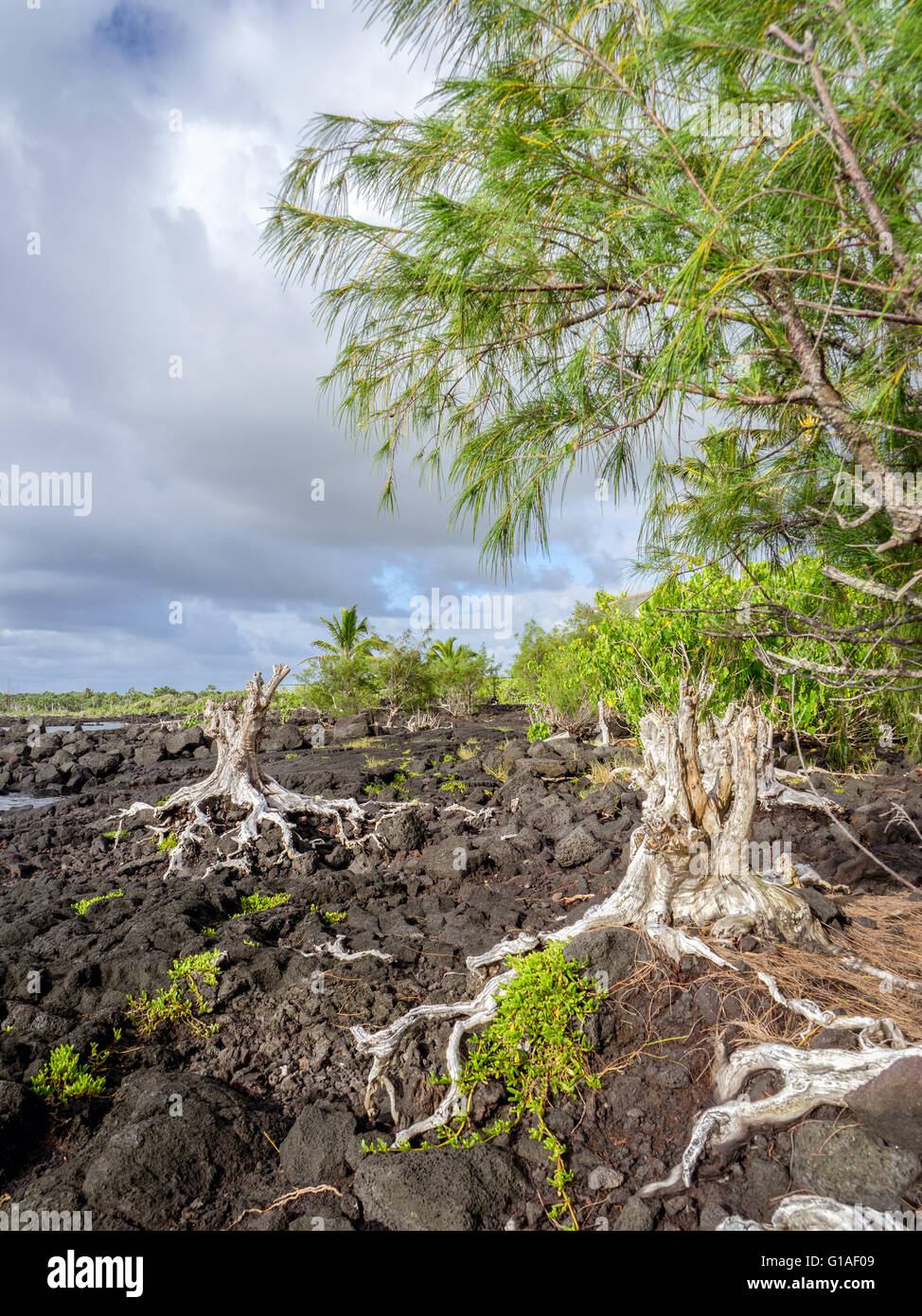 Iron wood tree hi-res stock photography and images - Alamy