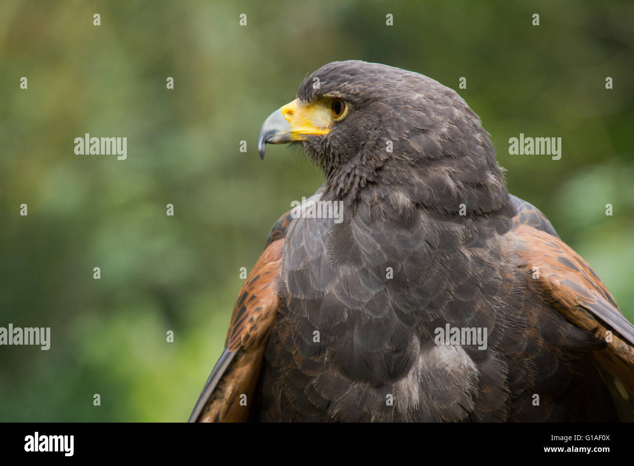 Harris Hawk Face High Resolution Stock Photography and Images - Alamy