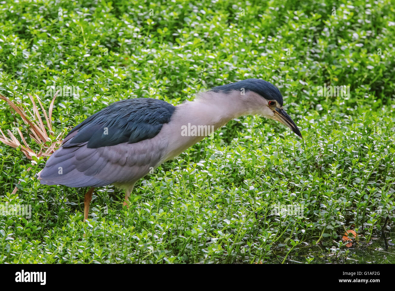 Wildlife, natural habitats in the wild. The summer period Stock Photo ...