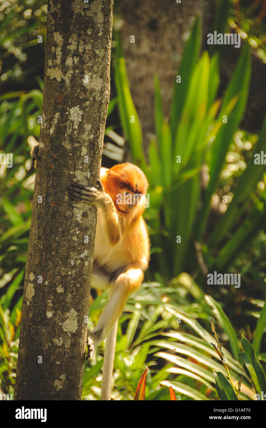 Labuk Bay Proboscis Sanctuary High Resolution Stock Photography and ...
