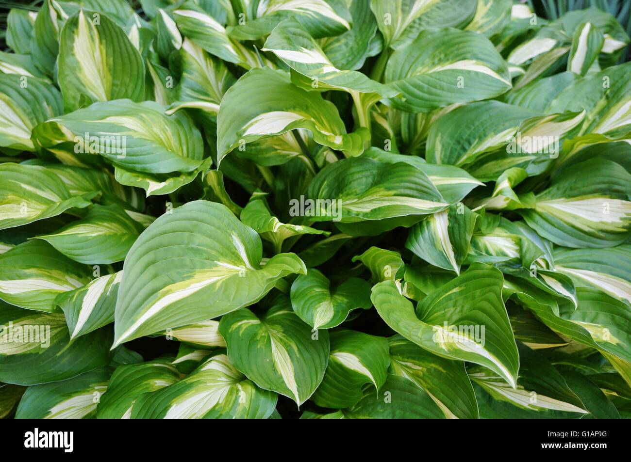 Background green hosta leaves hi-res stock photography and images - Alamy
