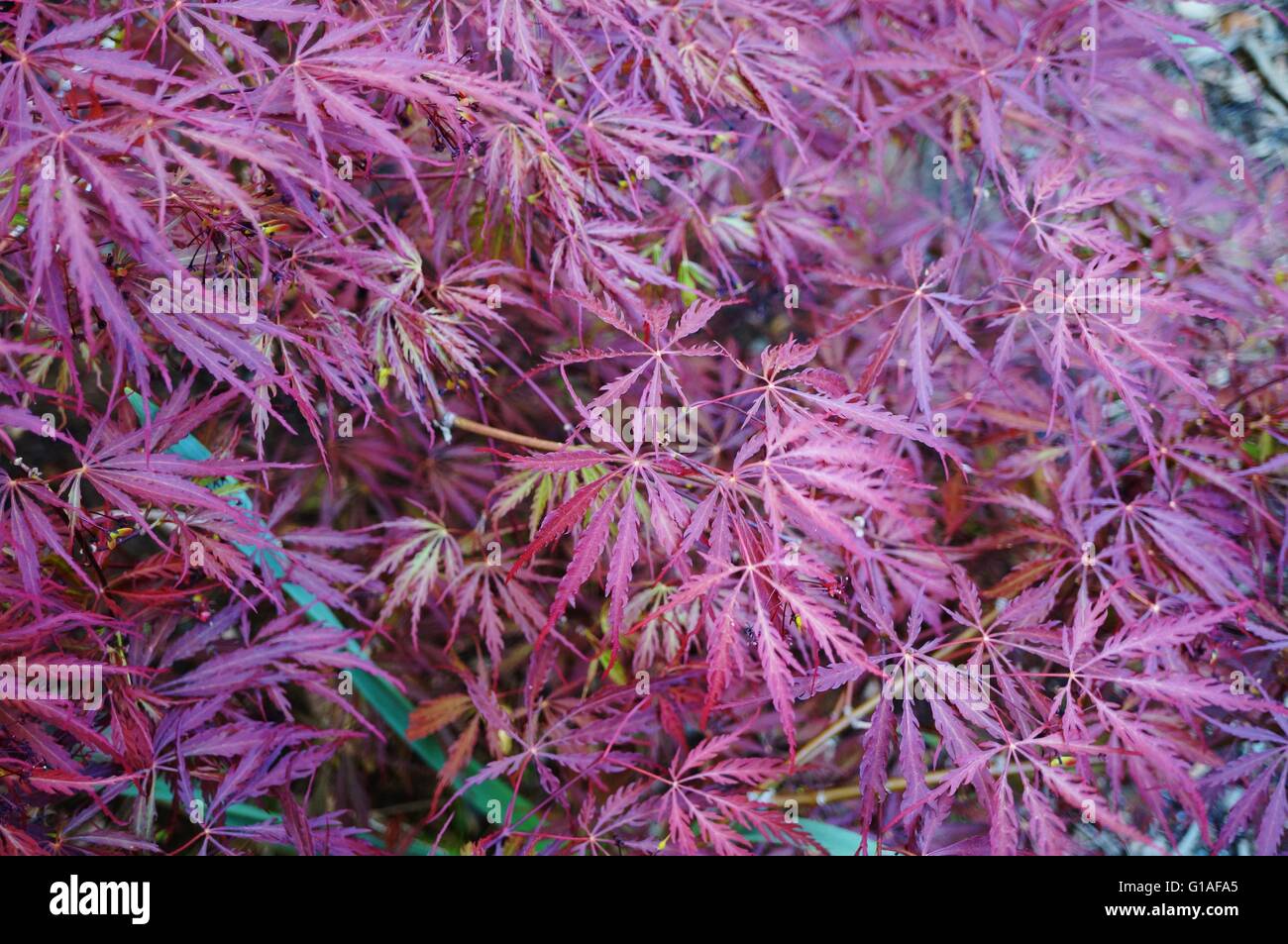Red foliage of the weeping Laceleaf Japanese Maple tree (Acer palmatum ...