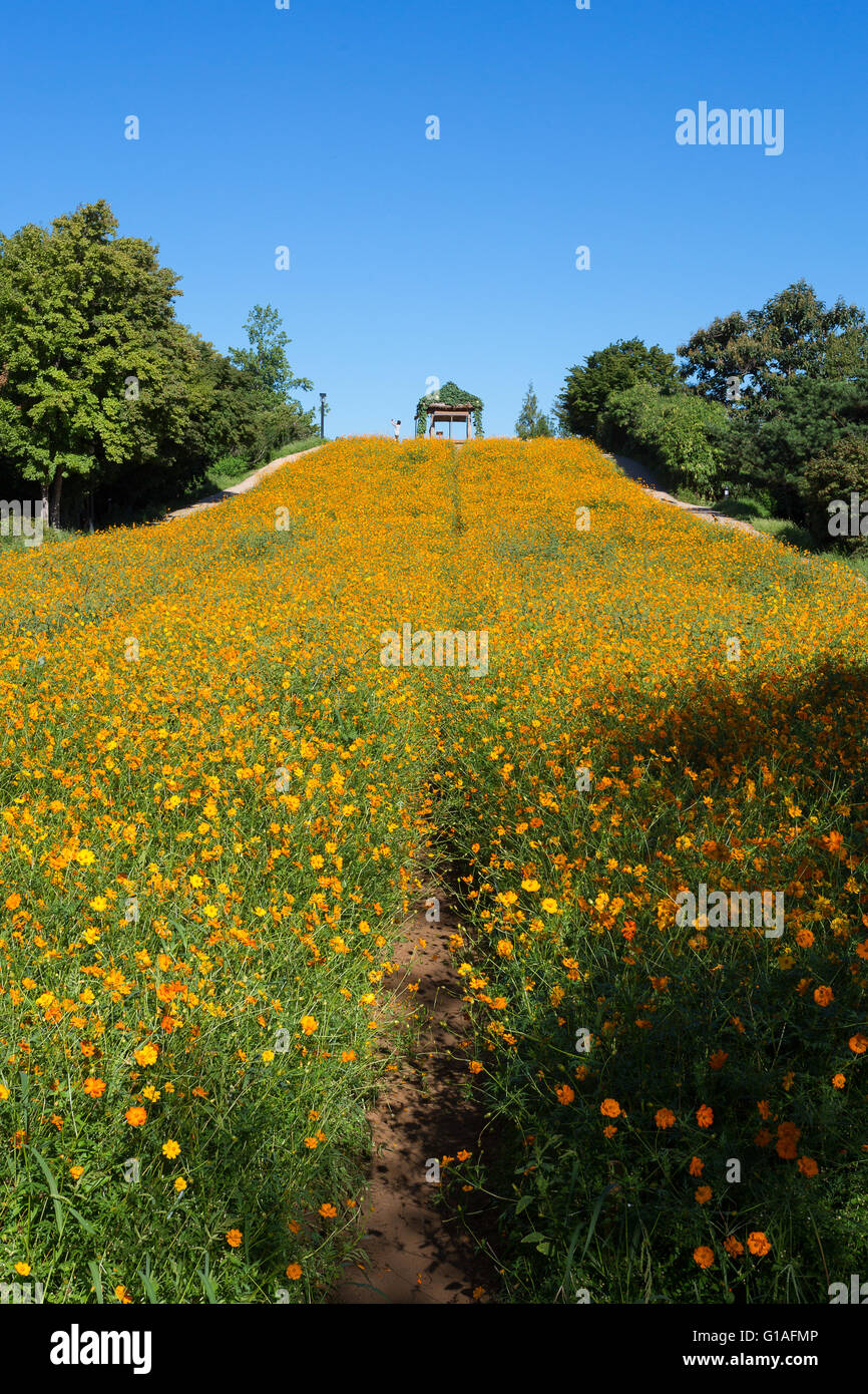 Yellow Cosmos field Stock Photo - Alamy