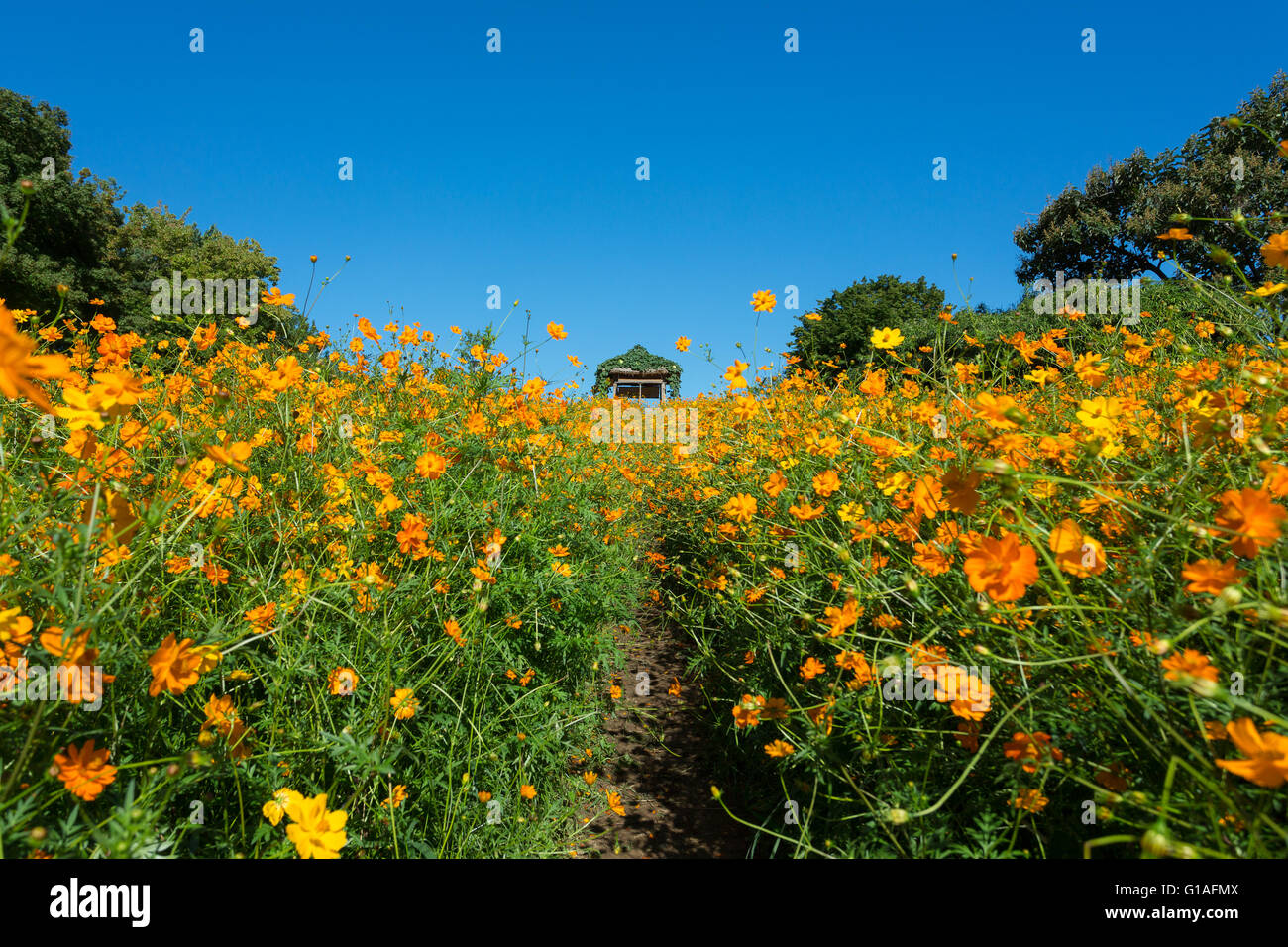 Yellow Cosmos field Stock Photo - Alamy