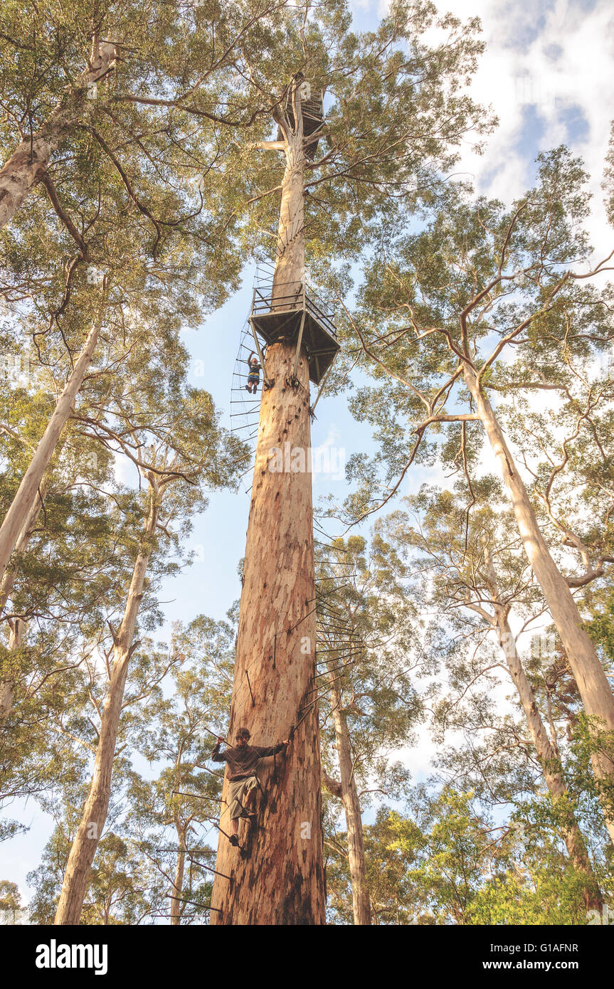 The Bicentennial tree near Pemberton in Western Australia Stock Photo ...