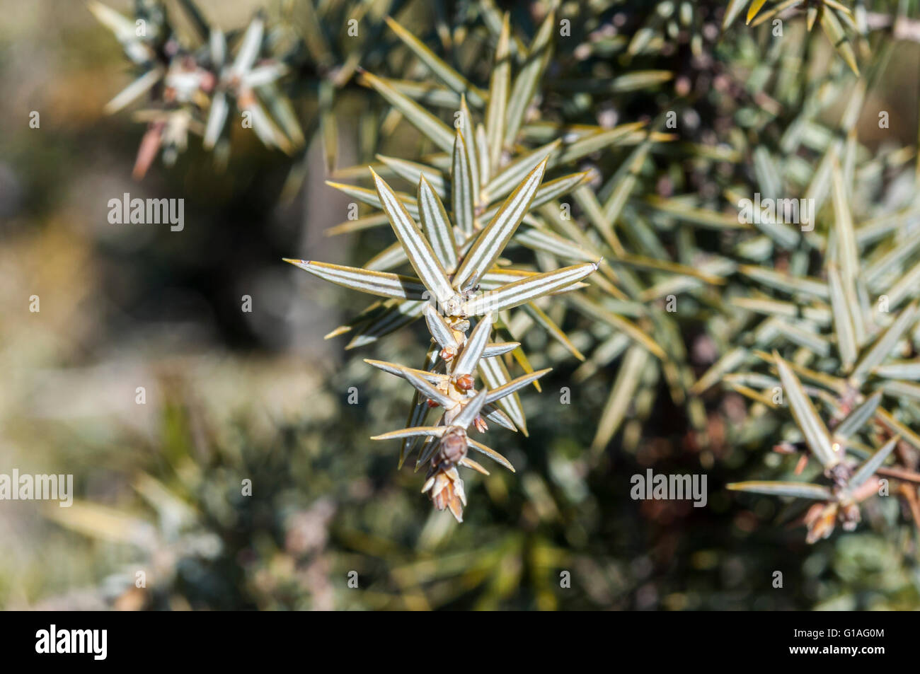 Leaves of Prickly juniper, Juniperus oxycedrus. Photo taken in ...