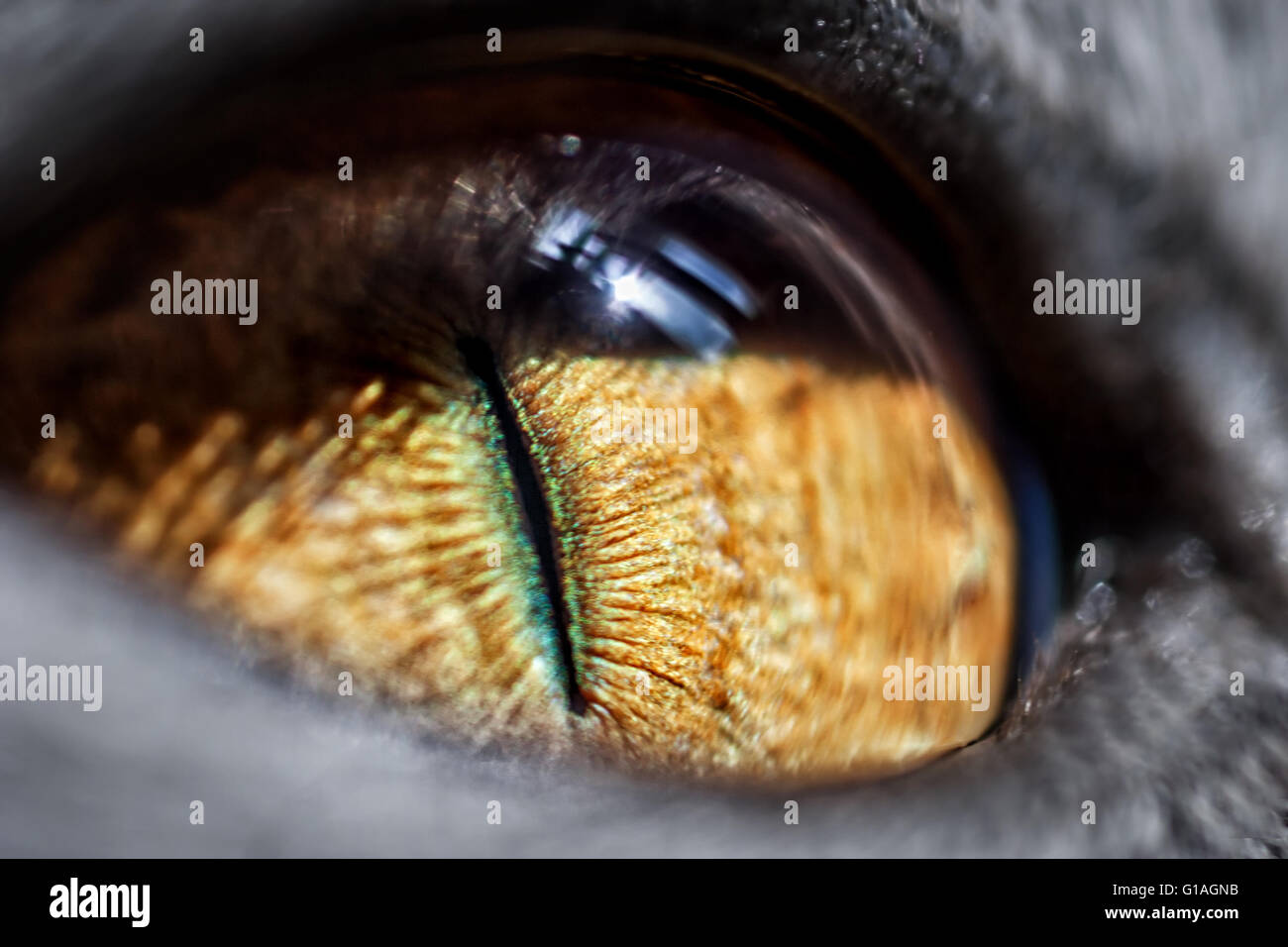 Yellow eyeball hi-res stock photography and images - Alamy