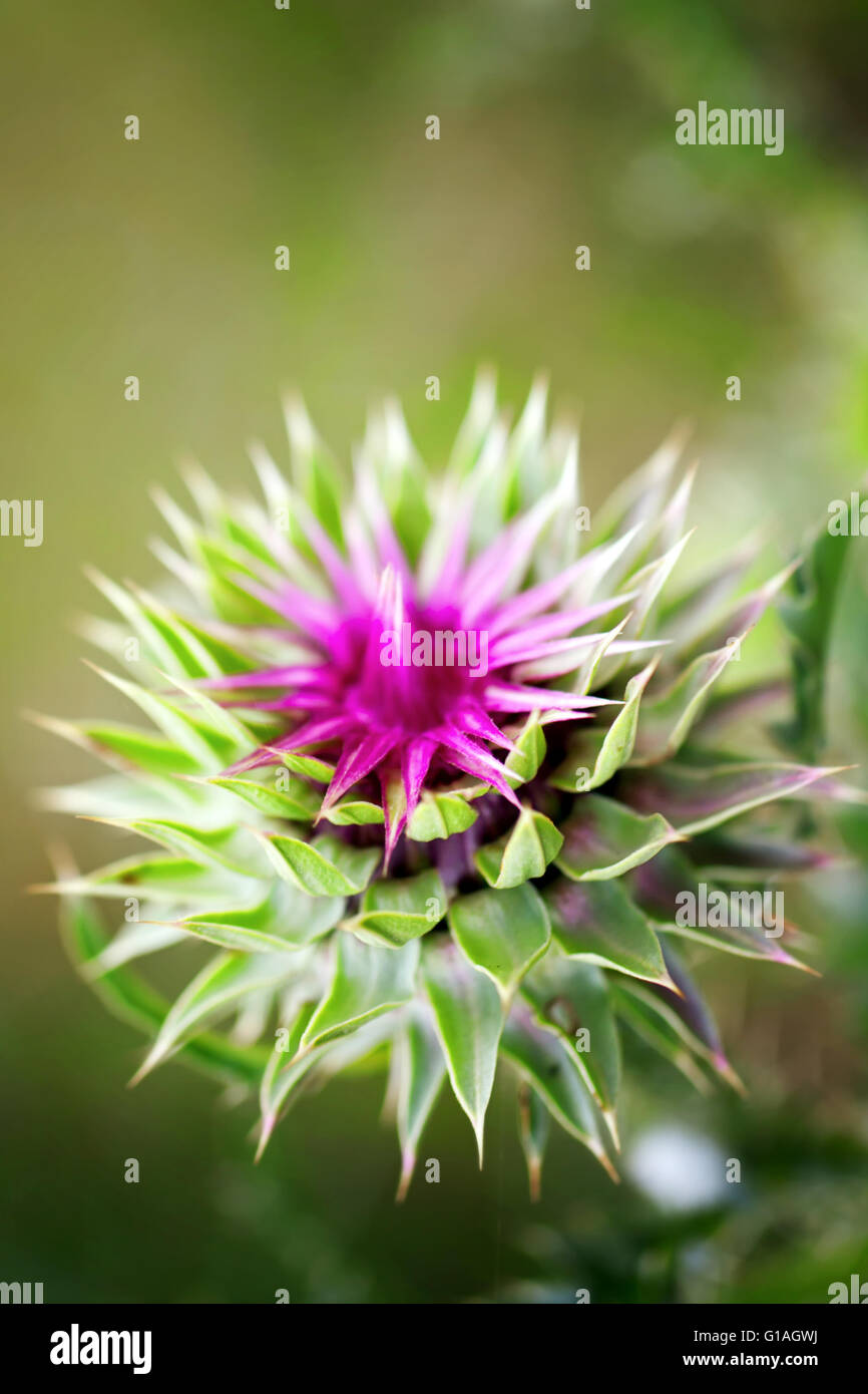 Beautiful purple flower of prickly thistles with thorns Stock Photo - Alamy