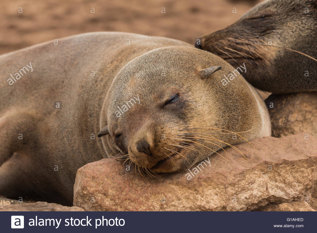 Largest Seal Species