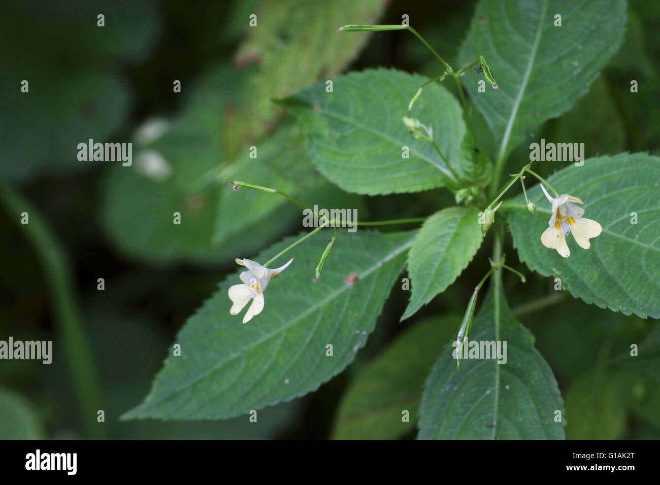 Blossoms of the Small Balsam (Small-flowered Touch-me-not, Impatiens ...