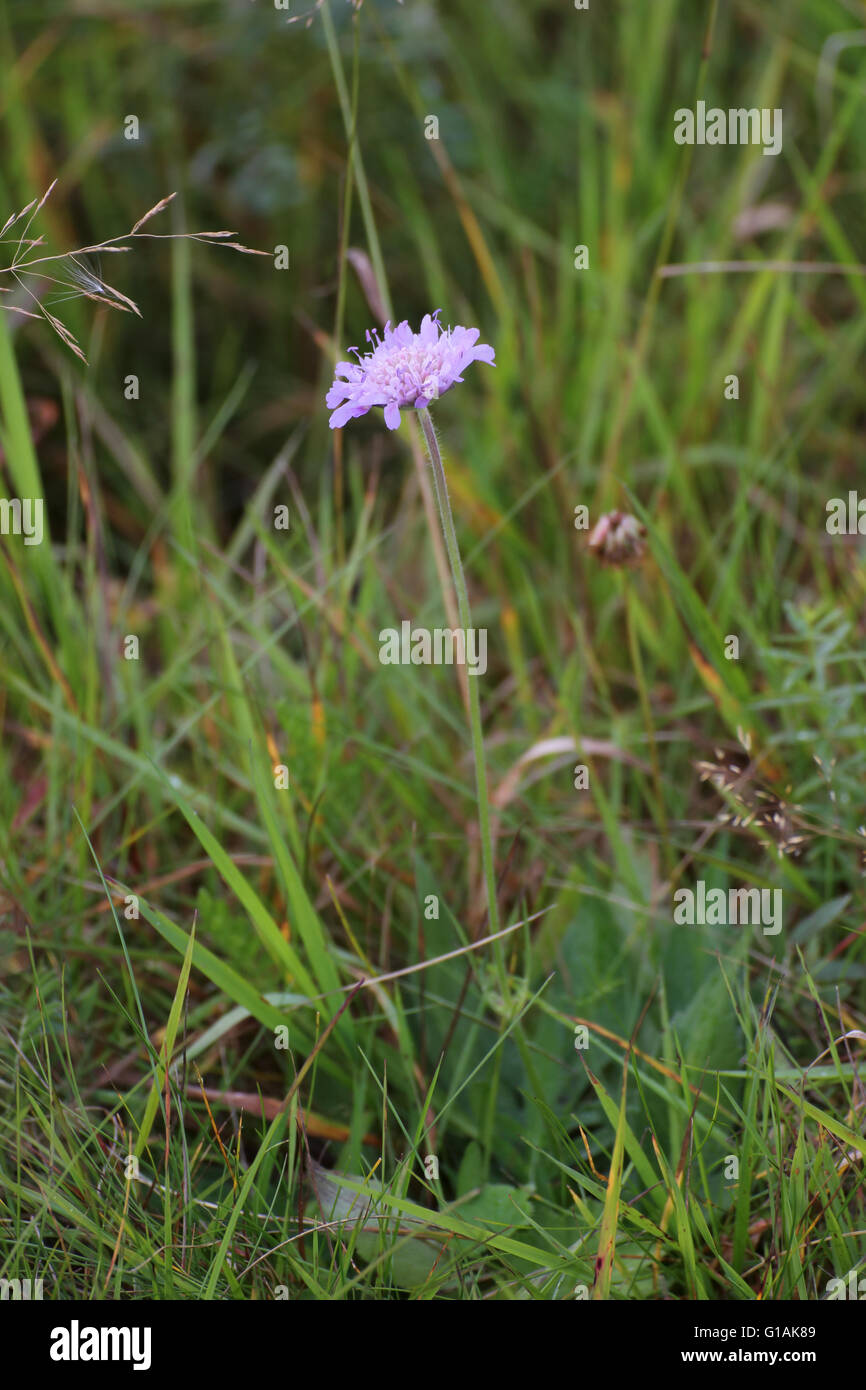 The Devil's-bit Scabious (Succisa pratensis Stock Photo - Alamy