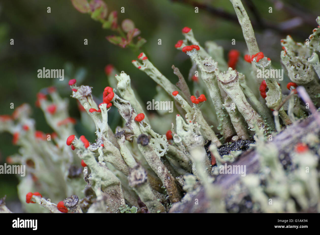 Species cup lichen hi-res stock photography and images - Alamy