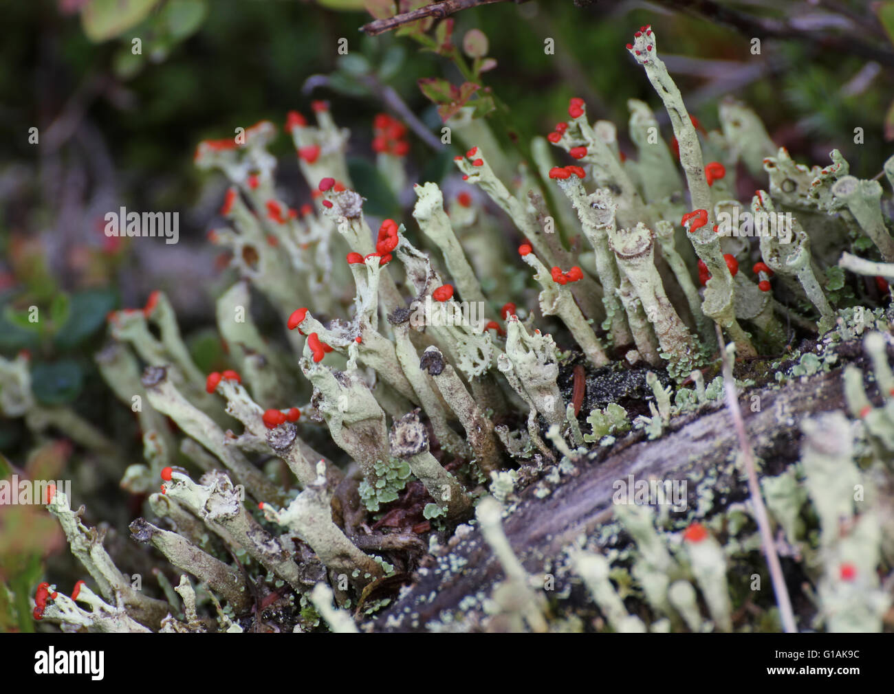 Species lichen hi-res stock photography and images - Alamy