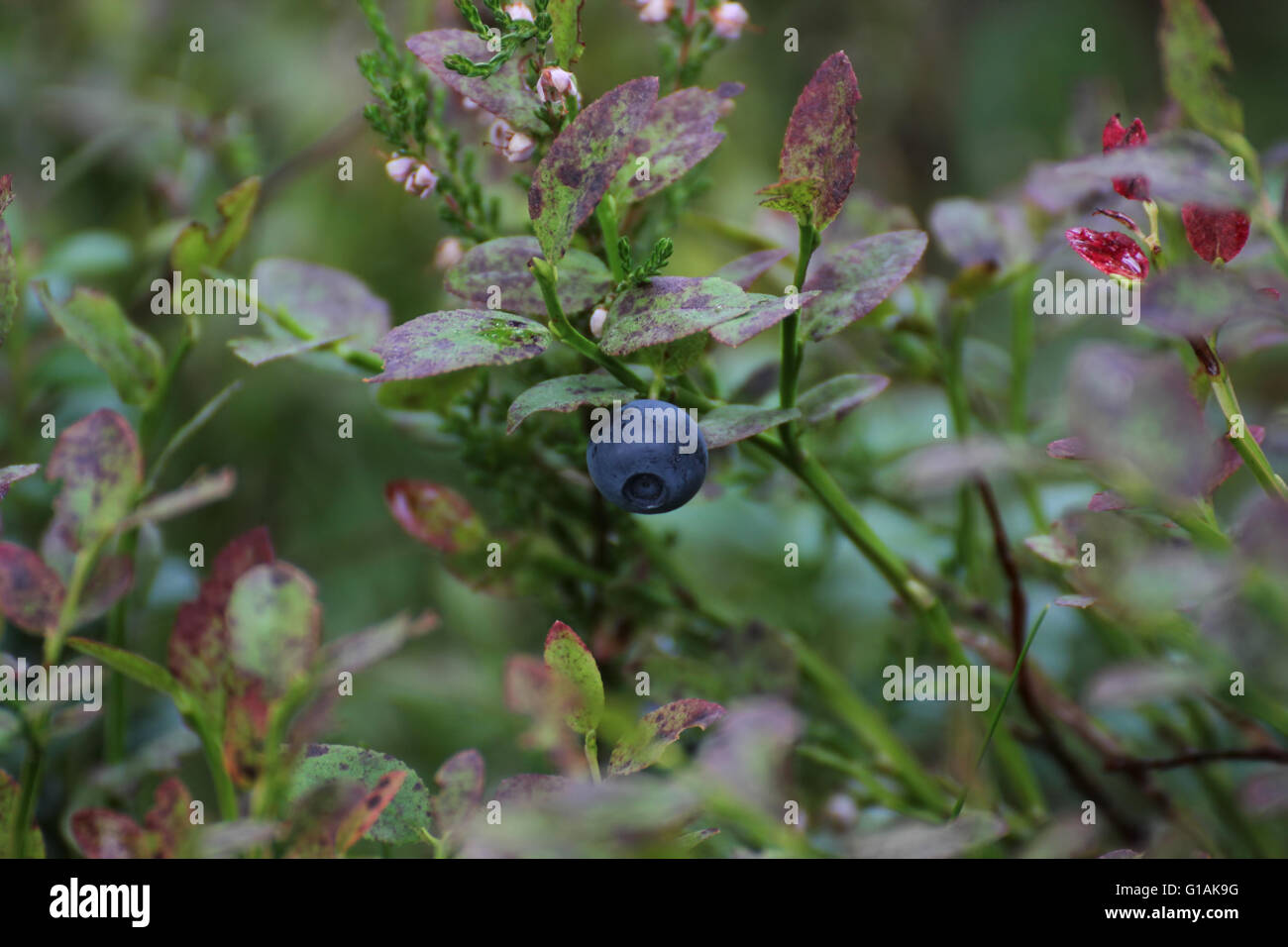 European blueberry (Vaccinium myrtillus) in Sweden Stock Photo - Alamy